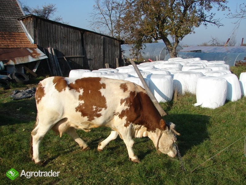 Krowa simental zacielona sprzedam. Małopolskie • Agrotrader.pl